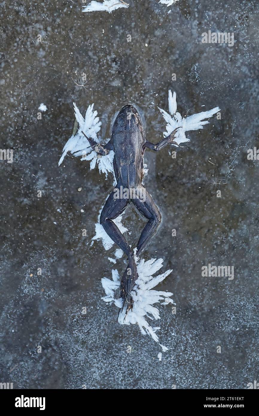 Frozen corpse hi-res stock photography and images - Alamy