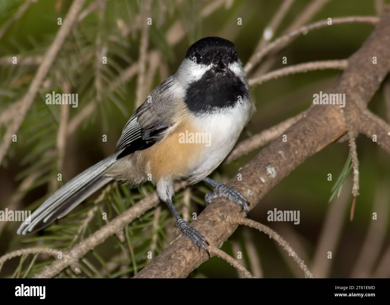 Black Capped Chickadee (Poecile atricapillus) perching in White Spruce ...