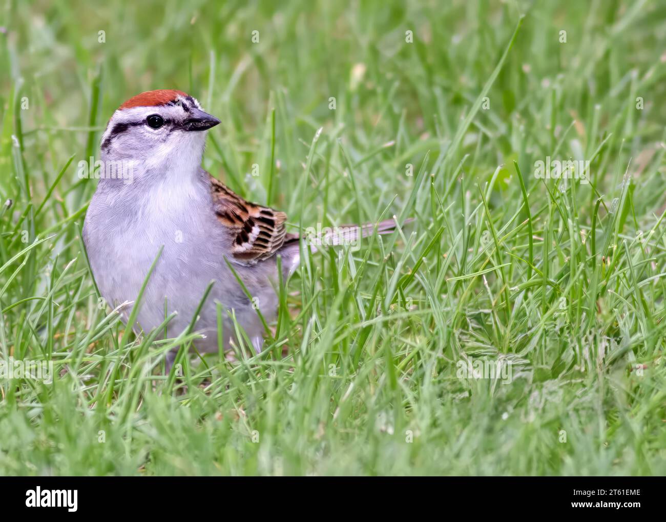 Cute Chirping Sparrow (Spizella passerina) feeding in the green grass on a summer's day in the ...