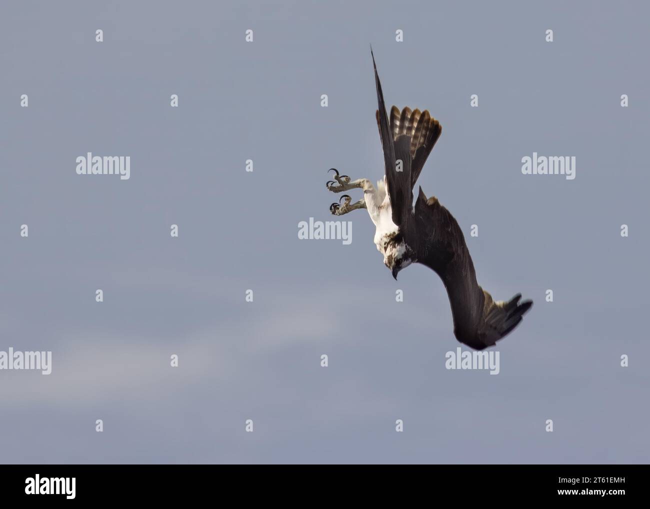 Osprey (Pandion haliaetus) diving for a fish in a remote Minnesota lake ...