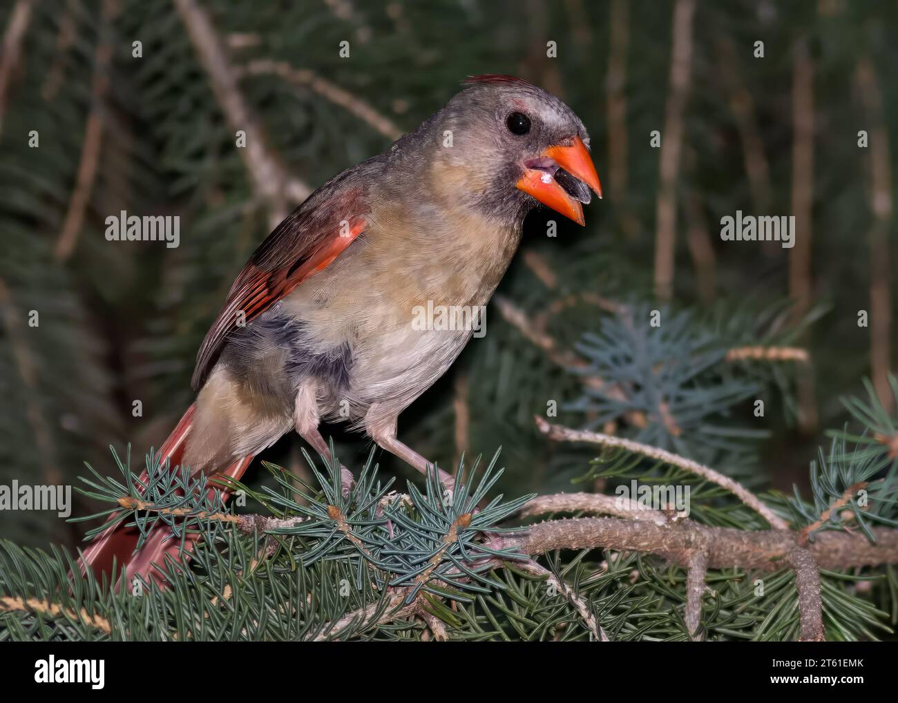 Female Northern Cardinal (Cardinalis cardinalis) perching in the boughs ...