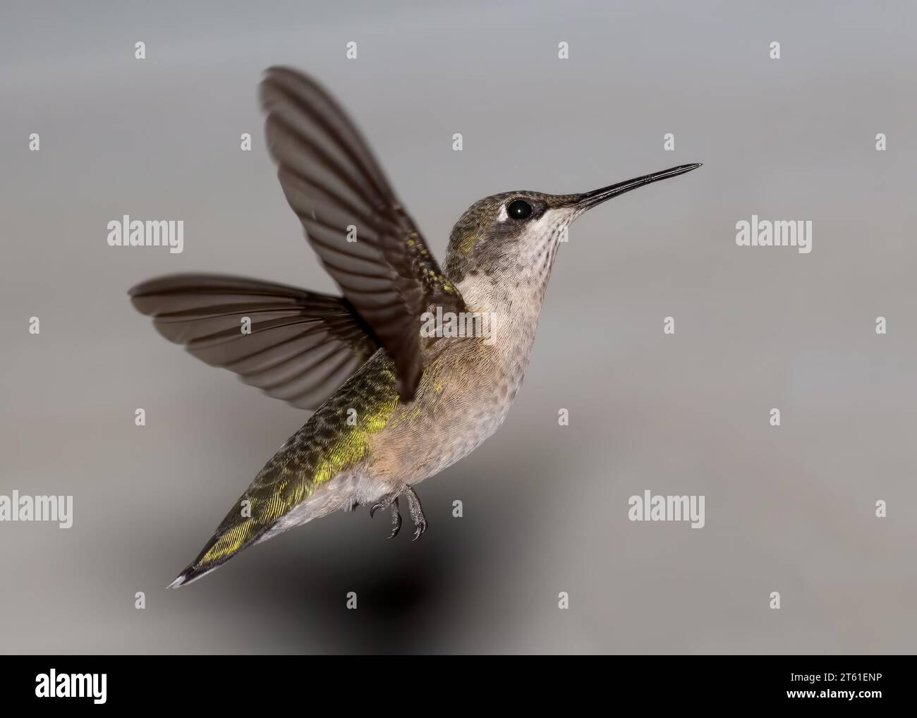 Flying female Ruby Throated Hummingbird (Archilochus colubris) in the ...