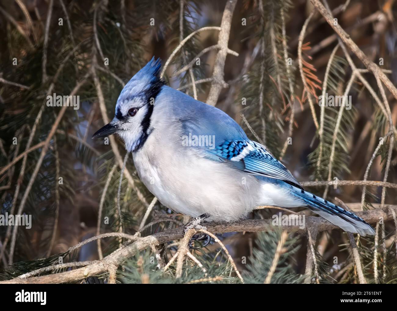 Bluejay (Cyanocitta cristata) perching in the boughs of a White Spruce ...