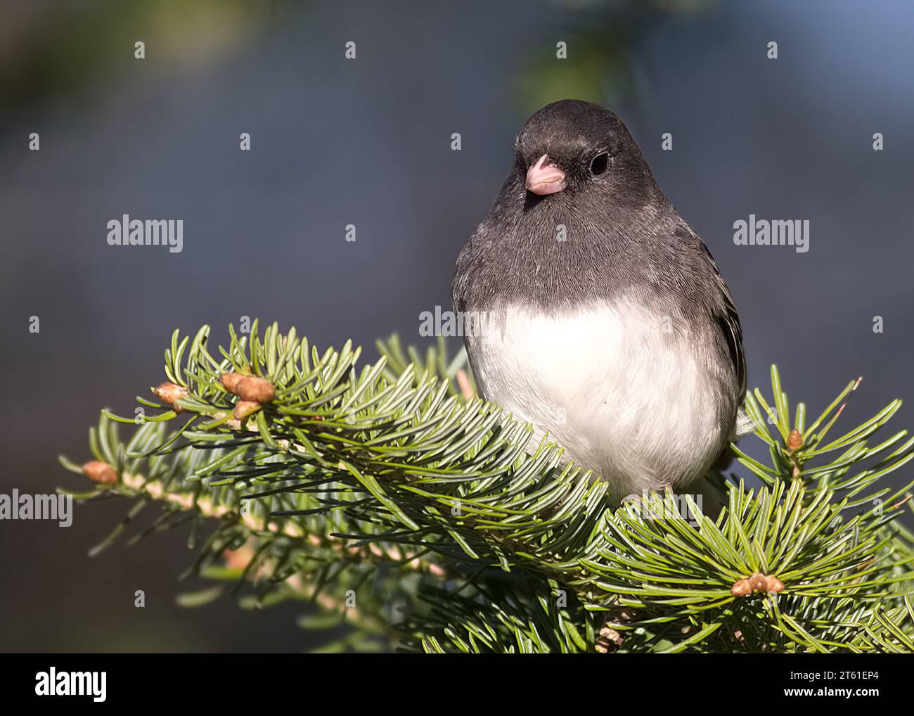 Pretty Dark Eyed Junco (Junco hyemalis) perching in a Minnesota Pine ...