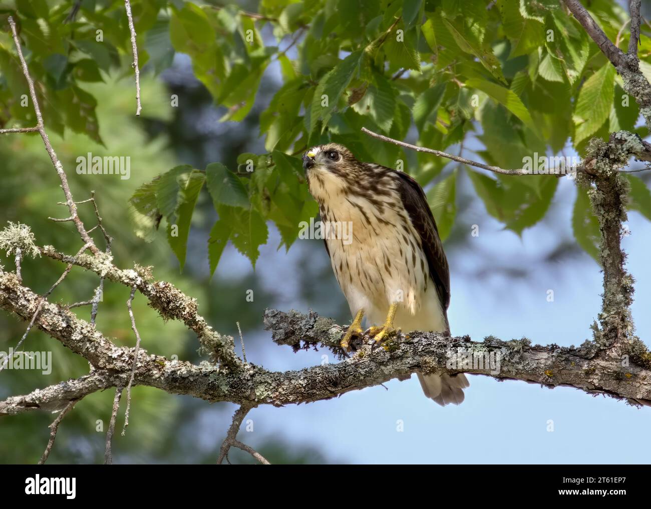 Young Juvenile Broad Winged Hawk (Buteo platypterus) perching on a ...