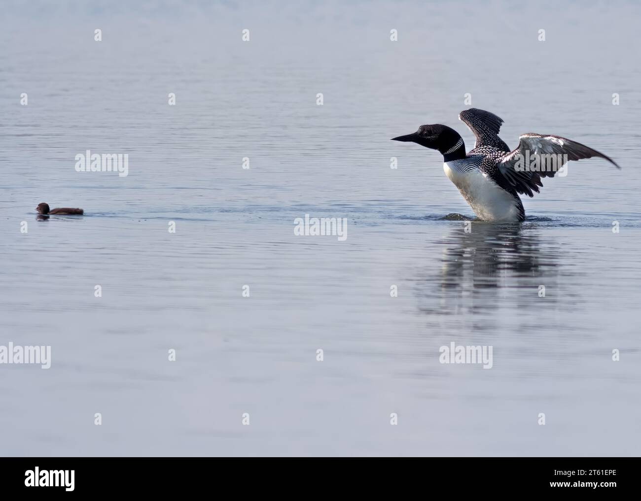 Adult Common Loon (Gavia immer) watching over a baby loon in a remote ...
