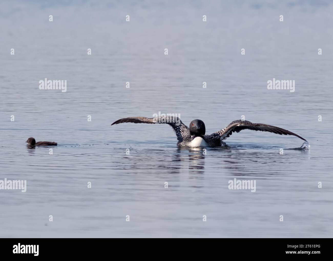 Common Loon (Gavia immer) watching over baby loon on a remote northern ...