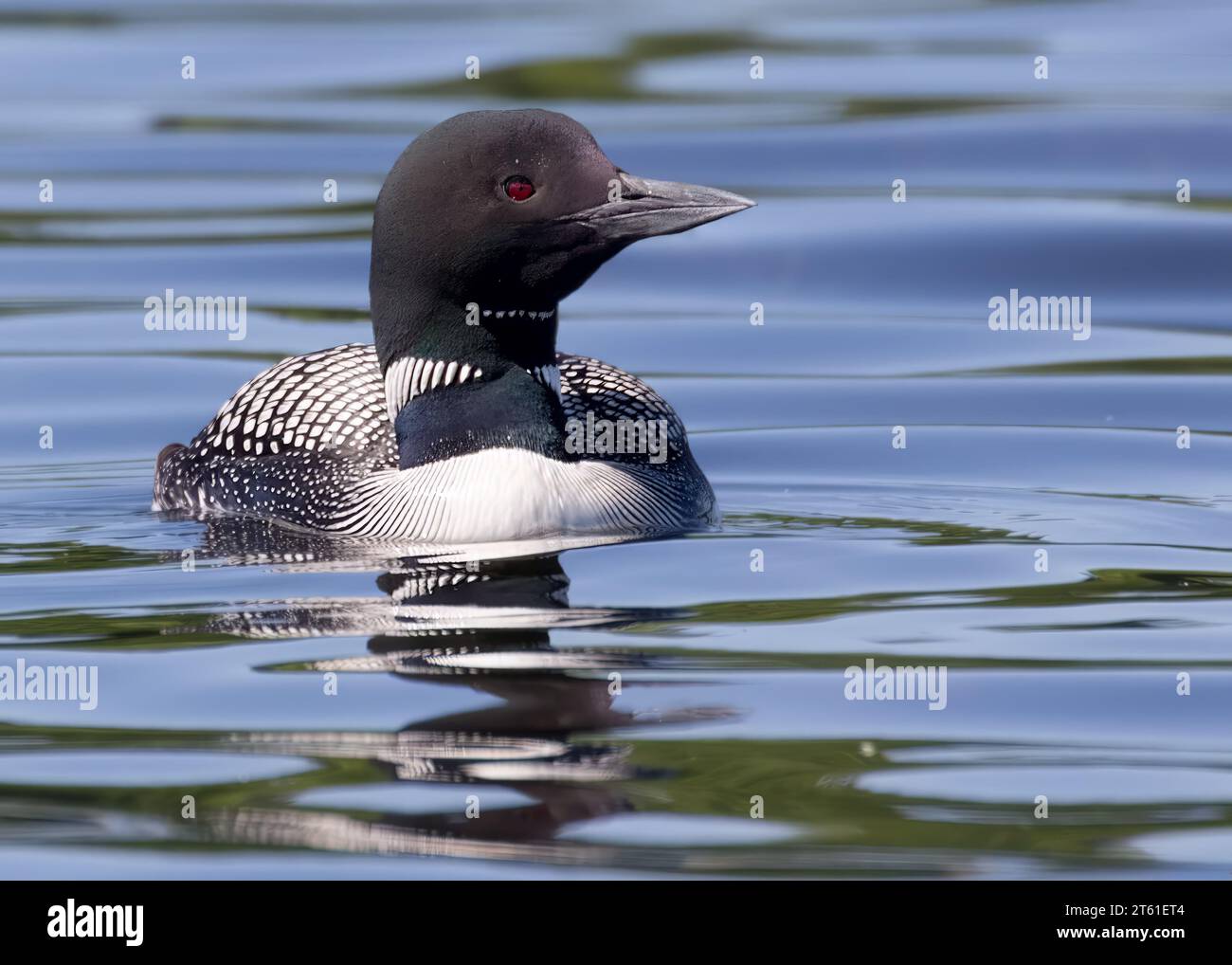 Beautiful adult Common Loon (Gavia immer) swimming in a northern ...