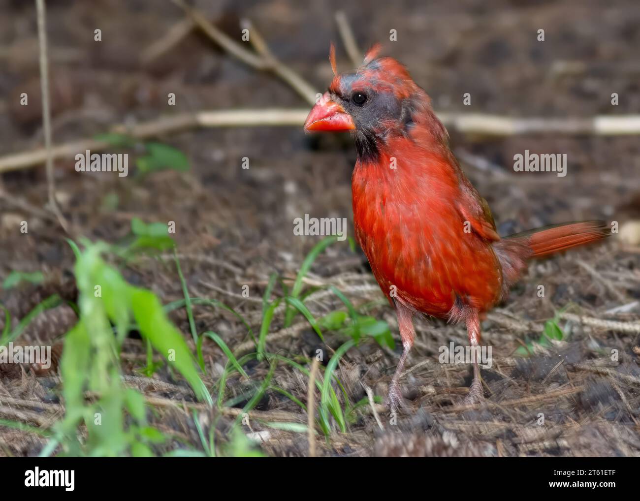 Molting male Northern Cardinal (Cardinalis cardinalis) in Chippewa ...