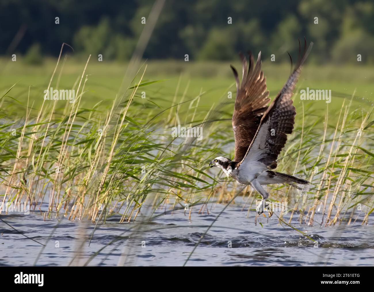 Osprey (Pandion haliaetus) with a fish in its talons fishing on a ...