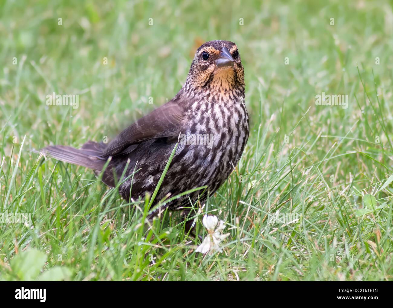 Female Red Winged Blackbird (Agelaius phoeniceus) foraging in the green ...