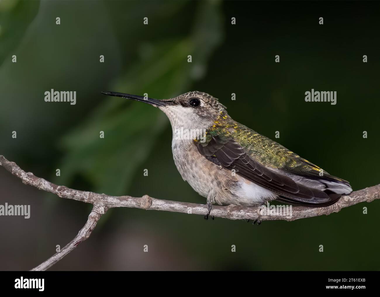 Female Ruby Throated Hummingbird (Archilochus colubris) perched on ...