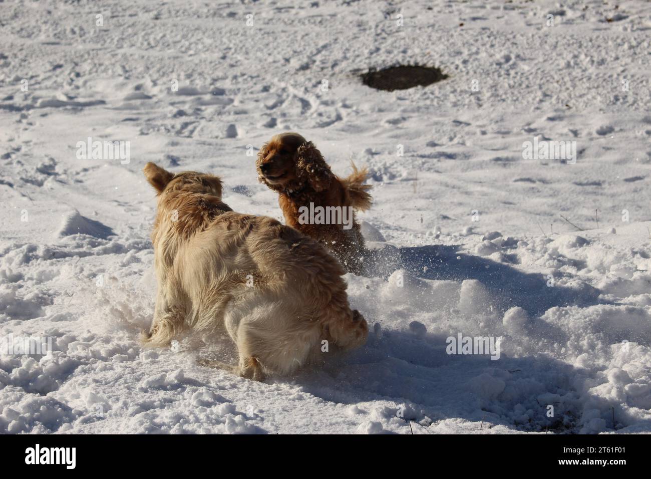 Cocker spaniel and golden retriever dogs playing in snow Stock Photo ...