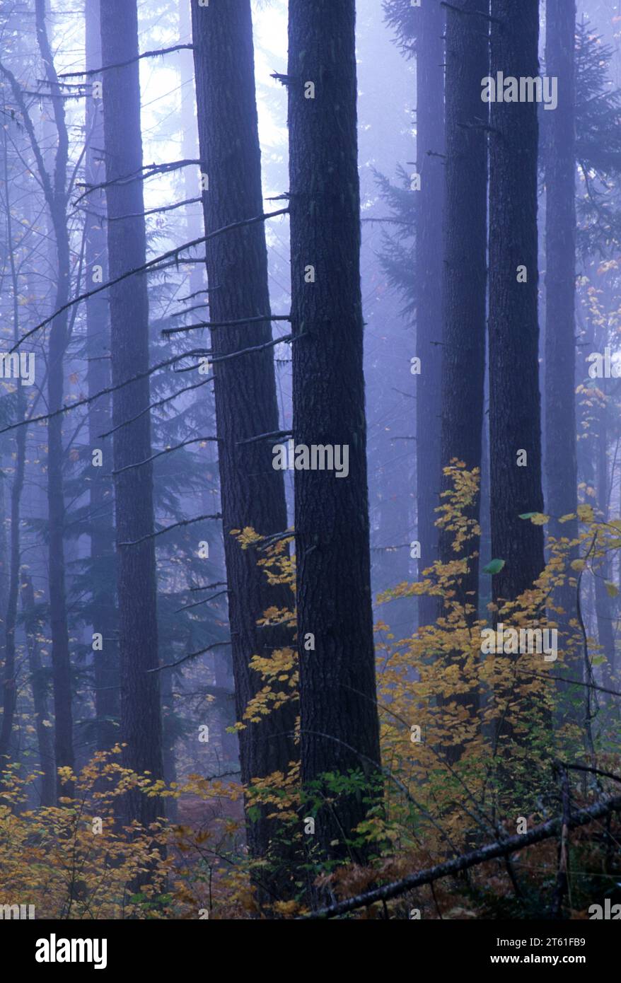 Ancient forest in fog on Layser Cave Trail, Gifford Pinchot National ...