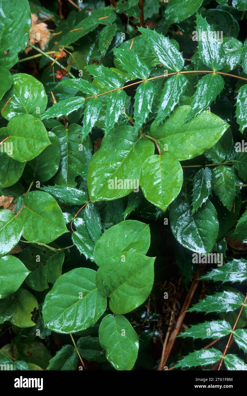 Salal & Oregon grape along Camp Creek Falls Trail, Gifford Pinchot ...