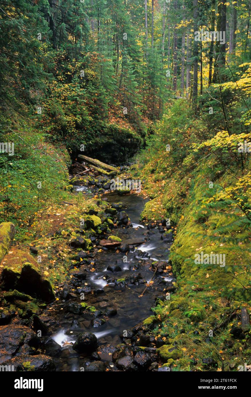 Camp Creek, Gifford Pinchot National Forest, Washington Stock Photo - Alamy