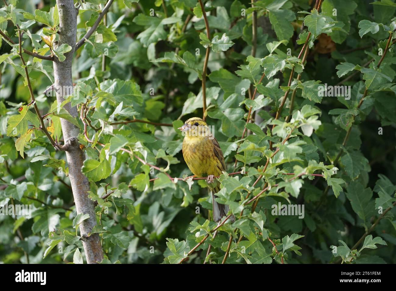 A yellowhammer (emberiza citrinella) with corn seed in its beak ...