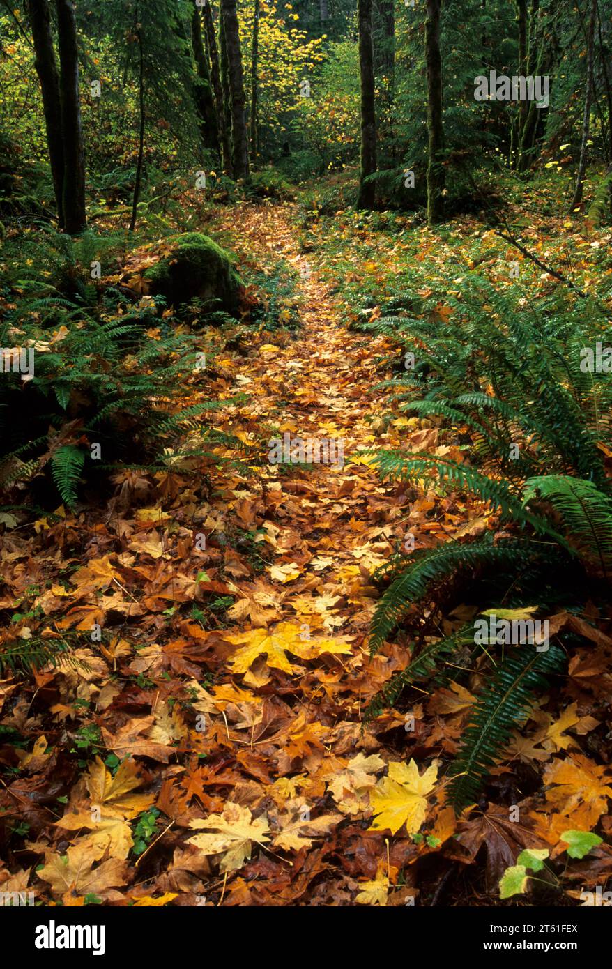 Camp Creek Falls Trail, Gifford Pinchot National Forest, Washington ...