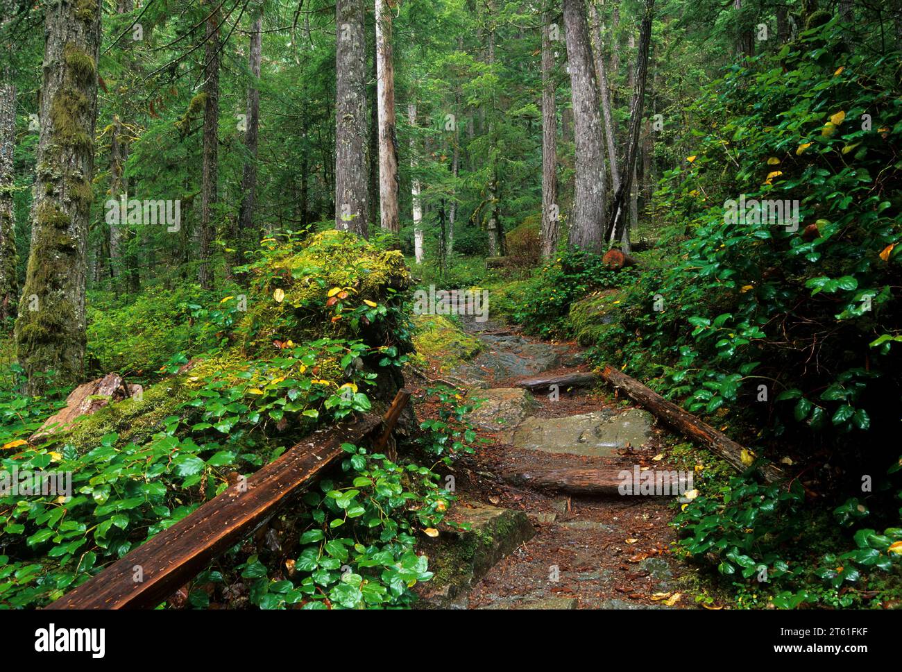 Silver Falls Loop Trail, Mt Rainier National Park, Washington Stock ...