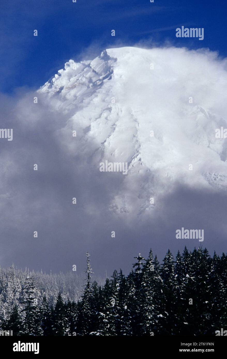 Mt Rainier from Longmire, Mt Rainier National Park, Washington Stock ...