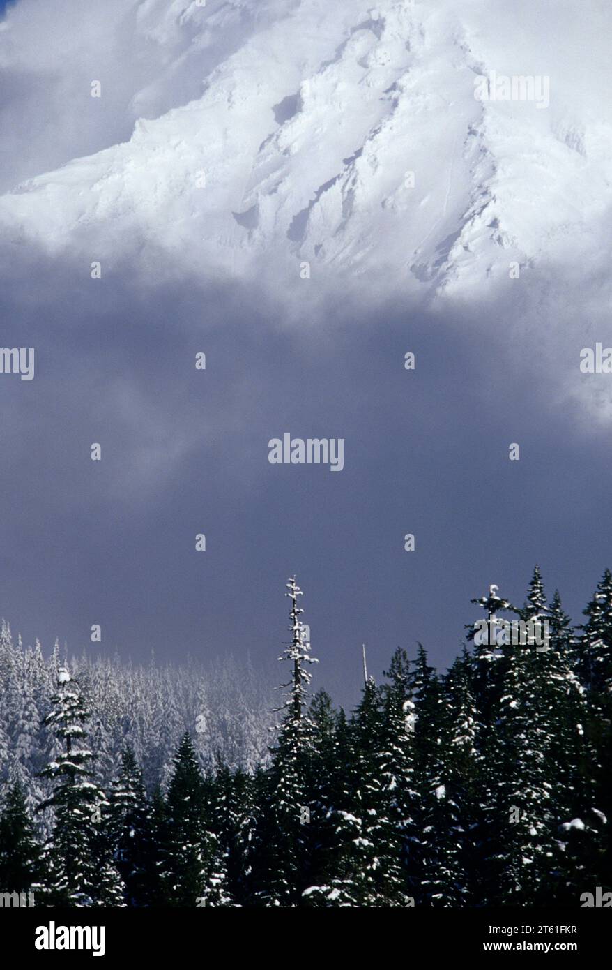 Mt Rainier from Longmire, Mt Rainier National Park, Washington Stock ...