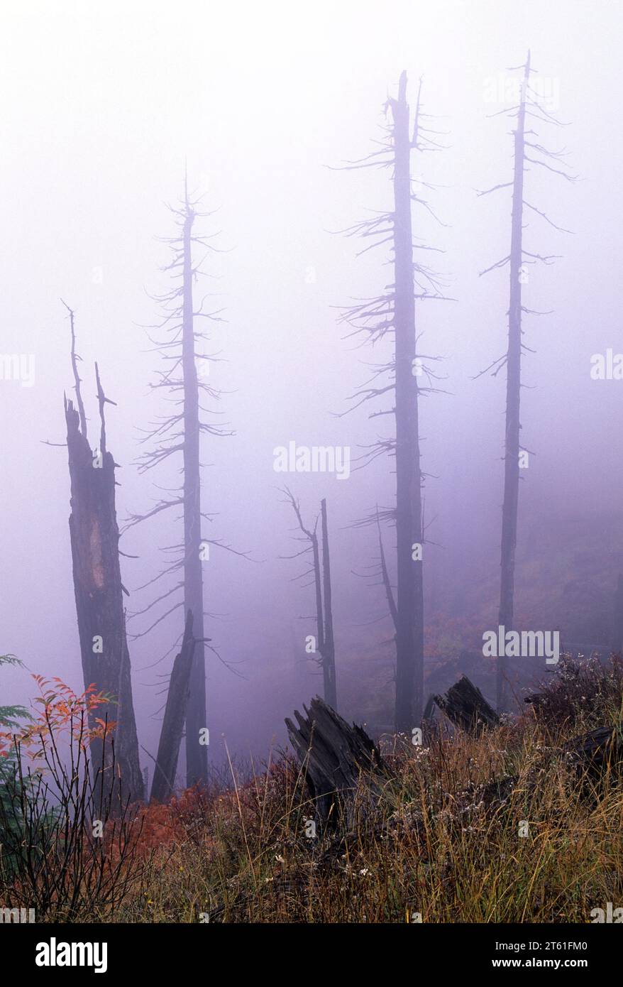 Ghost forest in fog, Mt St Helens National Volcanic Monument ...