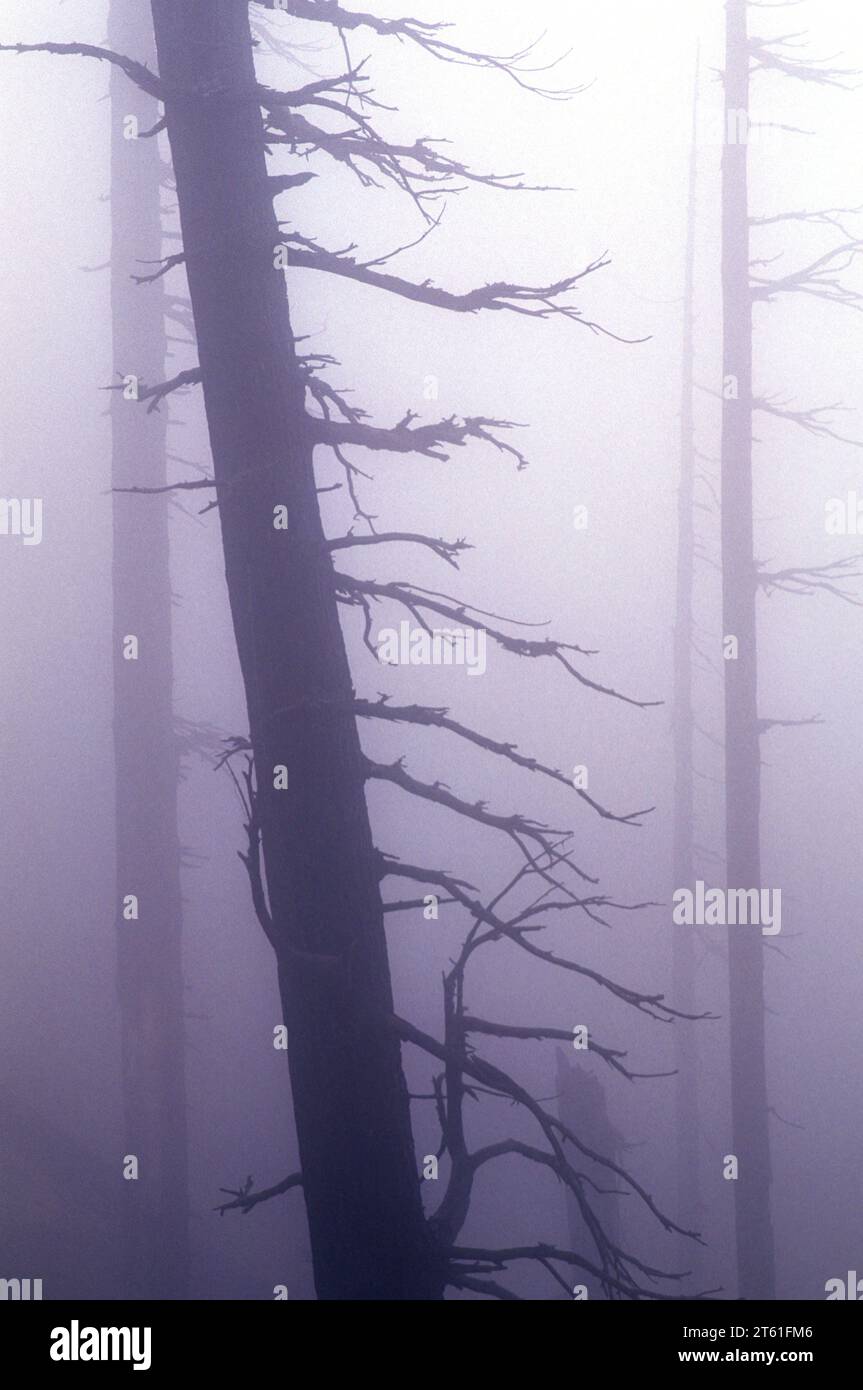 Ghost forest in fog, Mt St Helens National Volcanic Monument ...