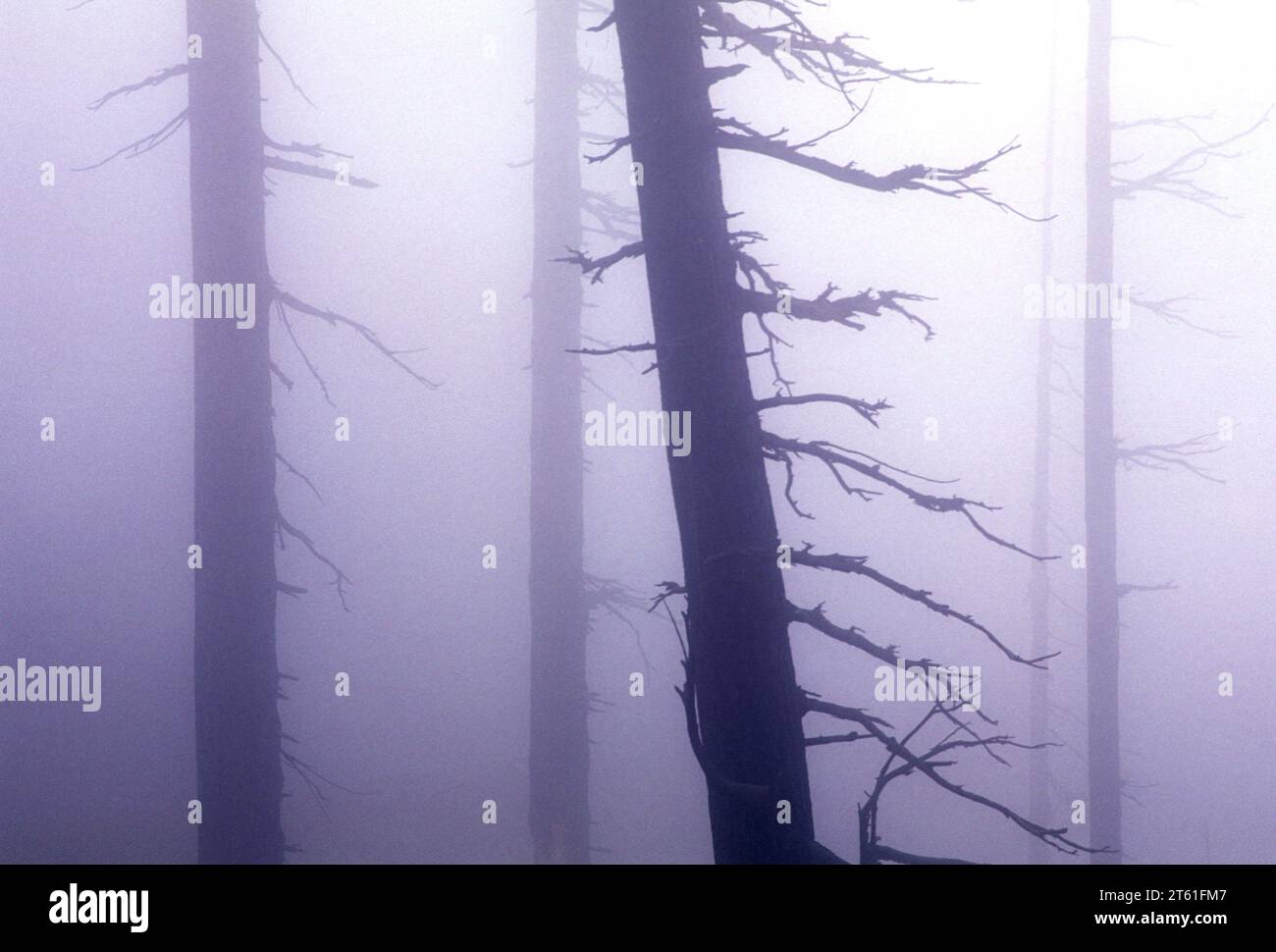 Ghost forest in fog, Mt St Helens National Volcanic Monument ...
