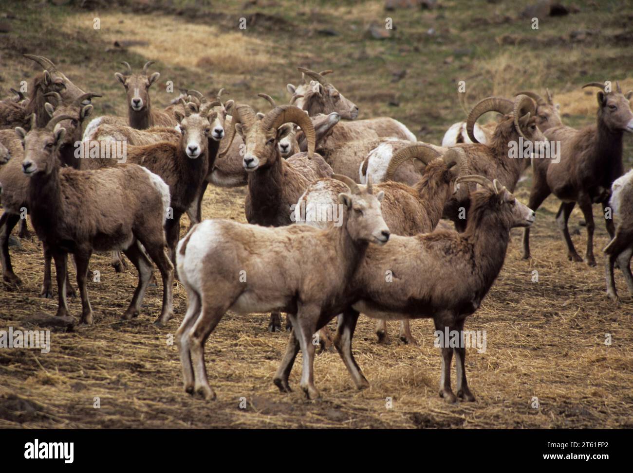 Bighorn sheep, Oak Creek Wildlife Area, Washington Stock Photo - Alamy