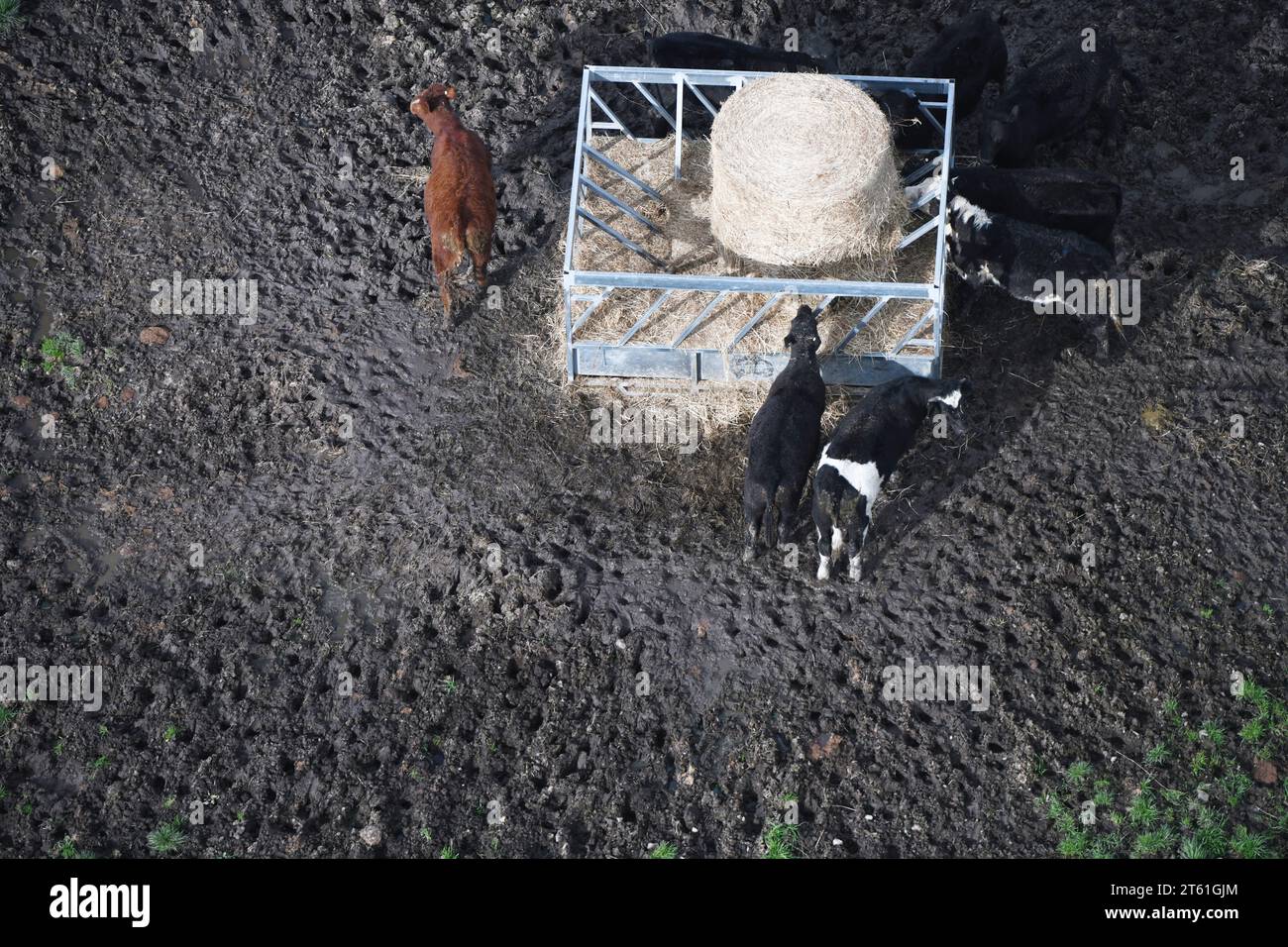 Animal husbandry practices hi-res stock photography and images - Alamy