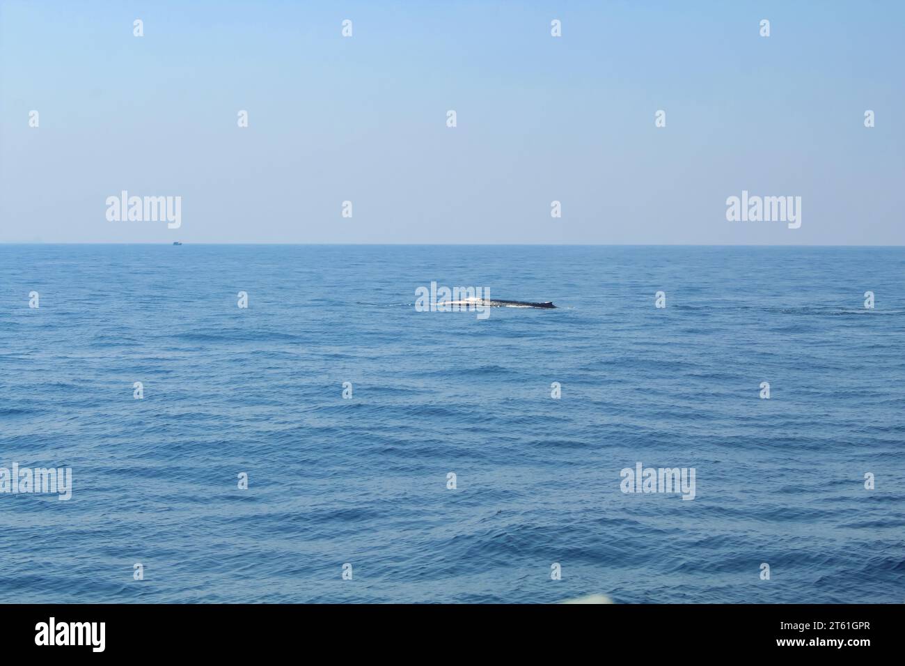 Two blue whales emerging from water on a sunny day, Indian Ocean, Sri ...