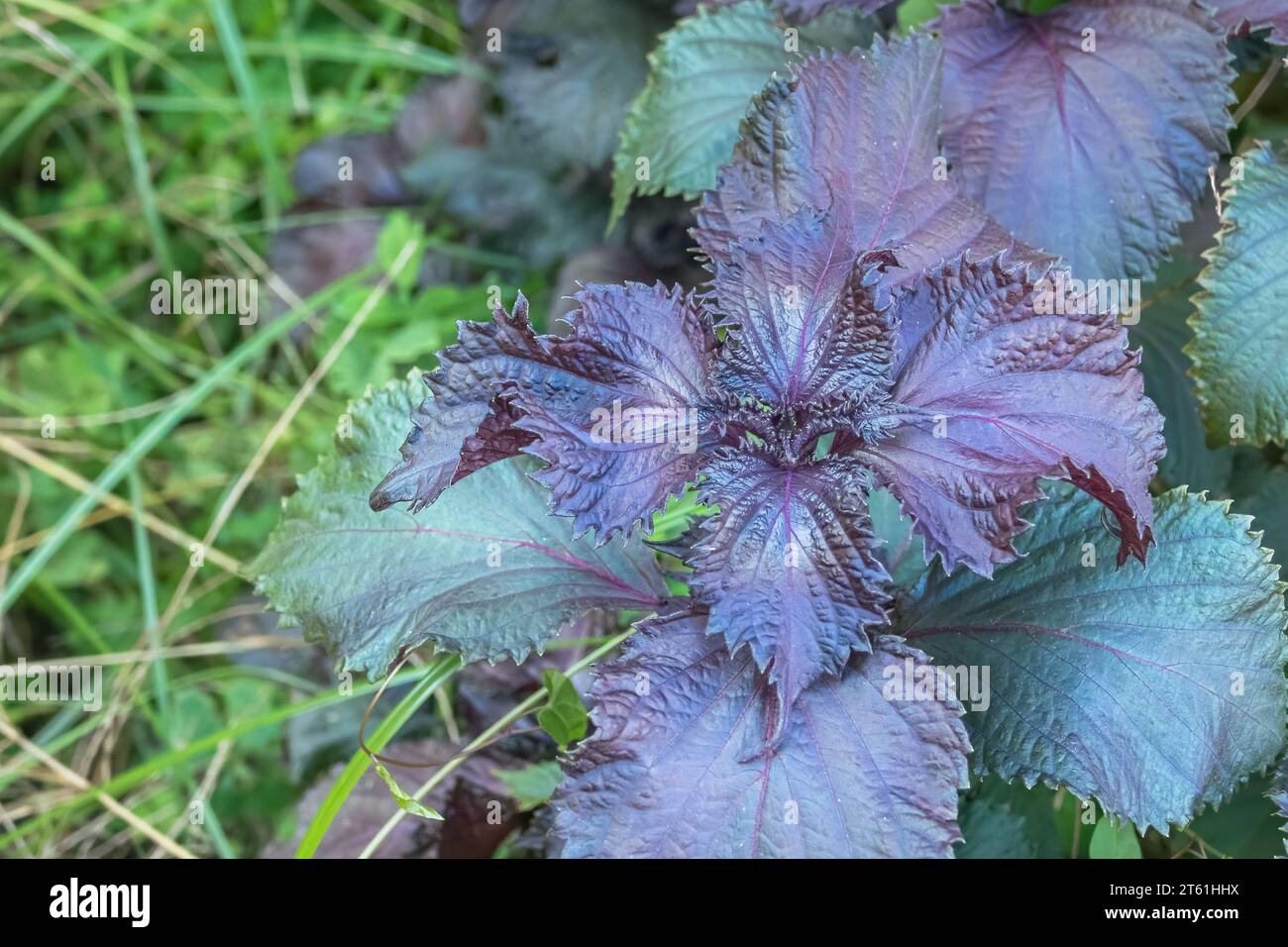 perilla red shiso plant seen from above close up outdoors Stock Photo ...