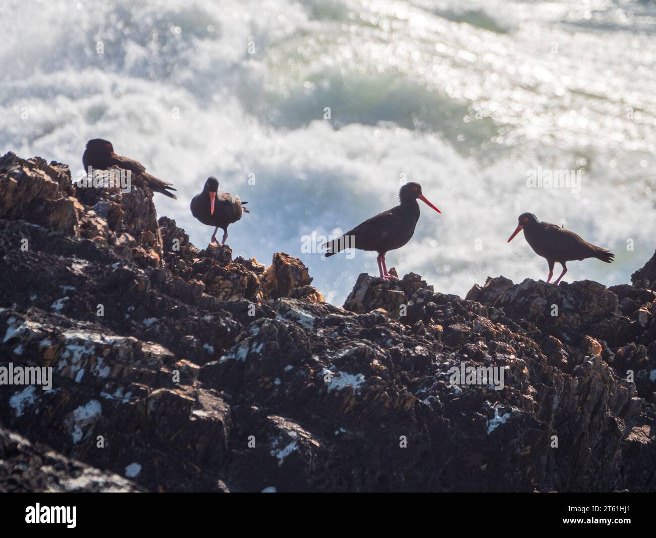 Four Sooty Oystercatchers on the rocks by the sea Stock Photo - Alamy