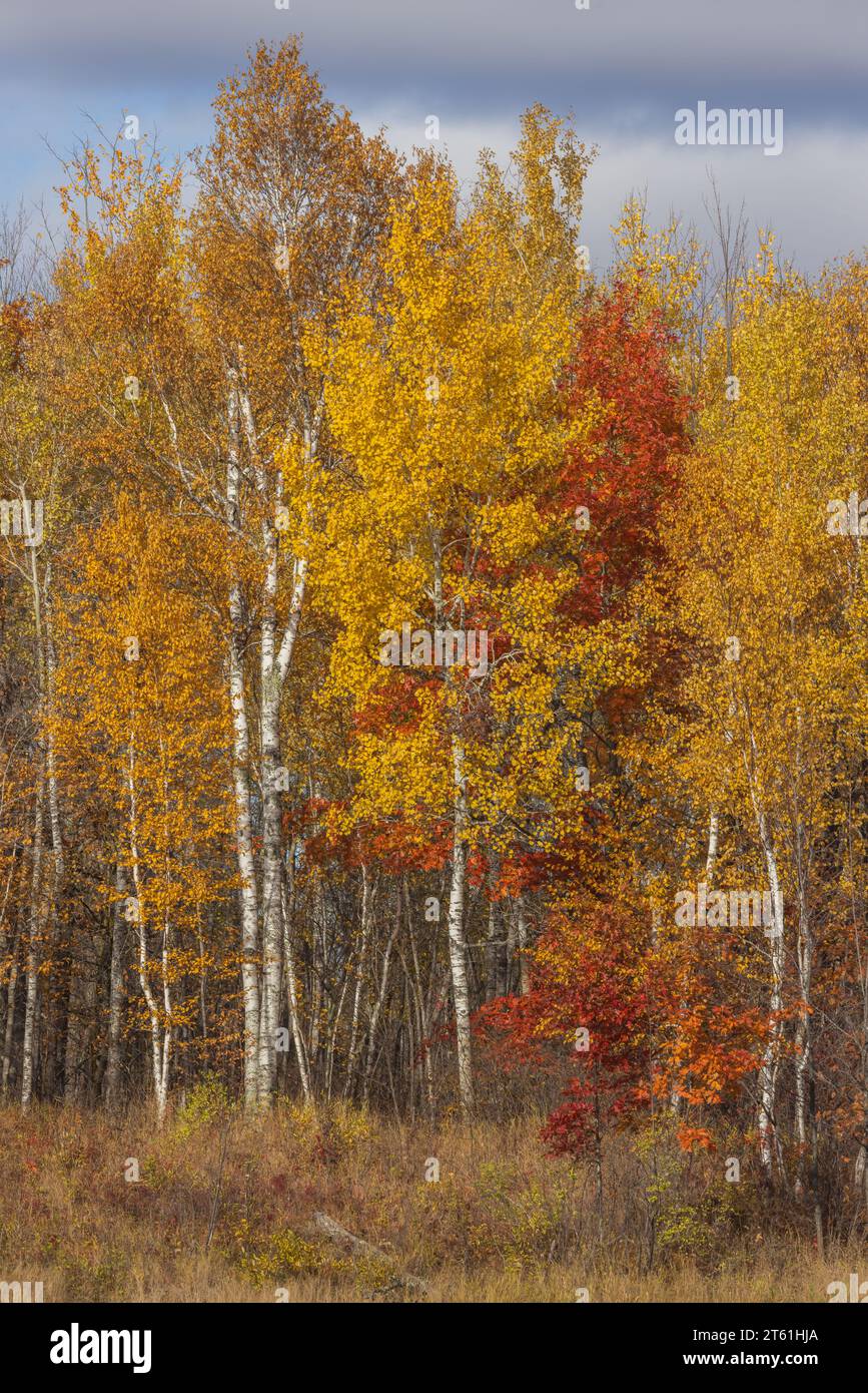 Pretty fall colors in northern Wisconsin Stock Photo - Alamy