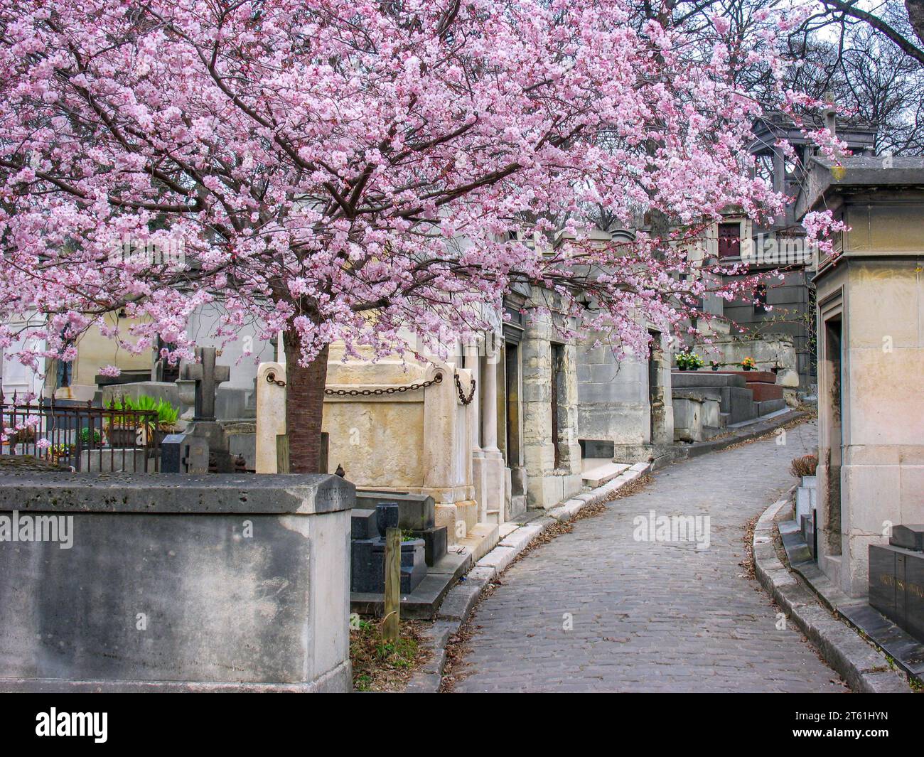 Cherry blossoms around the tombs in the Pere Lachaise Cimetière du Père ...