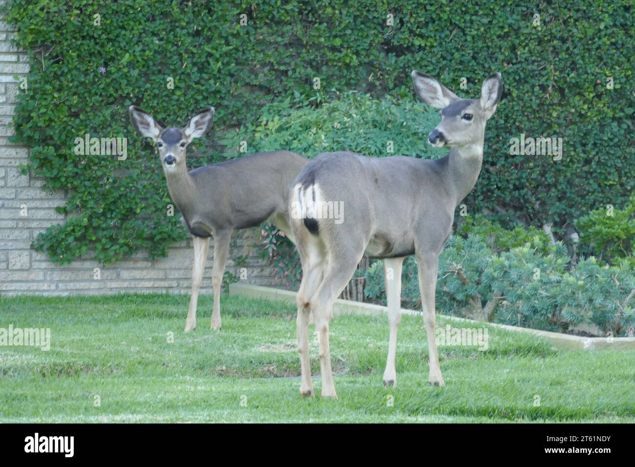 Los Angeles, California, USA 6th November 2023 Deer at Forest Lawn ...