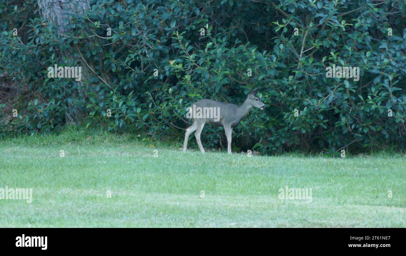 Los Angeles, California, USA 6th November 2023 Deer at Forest Lawn ...