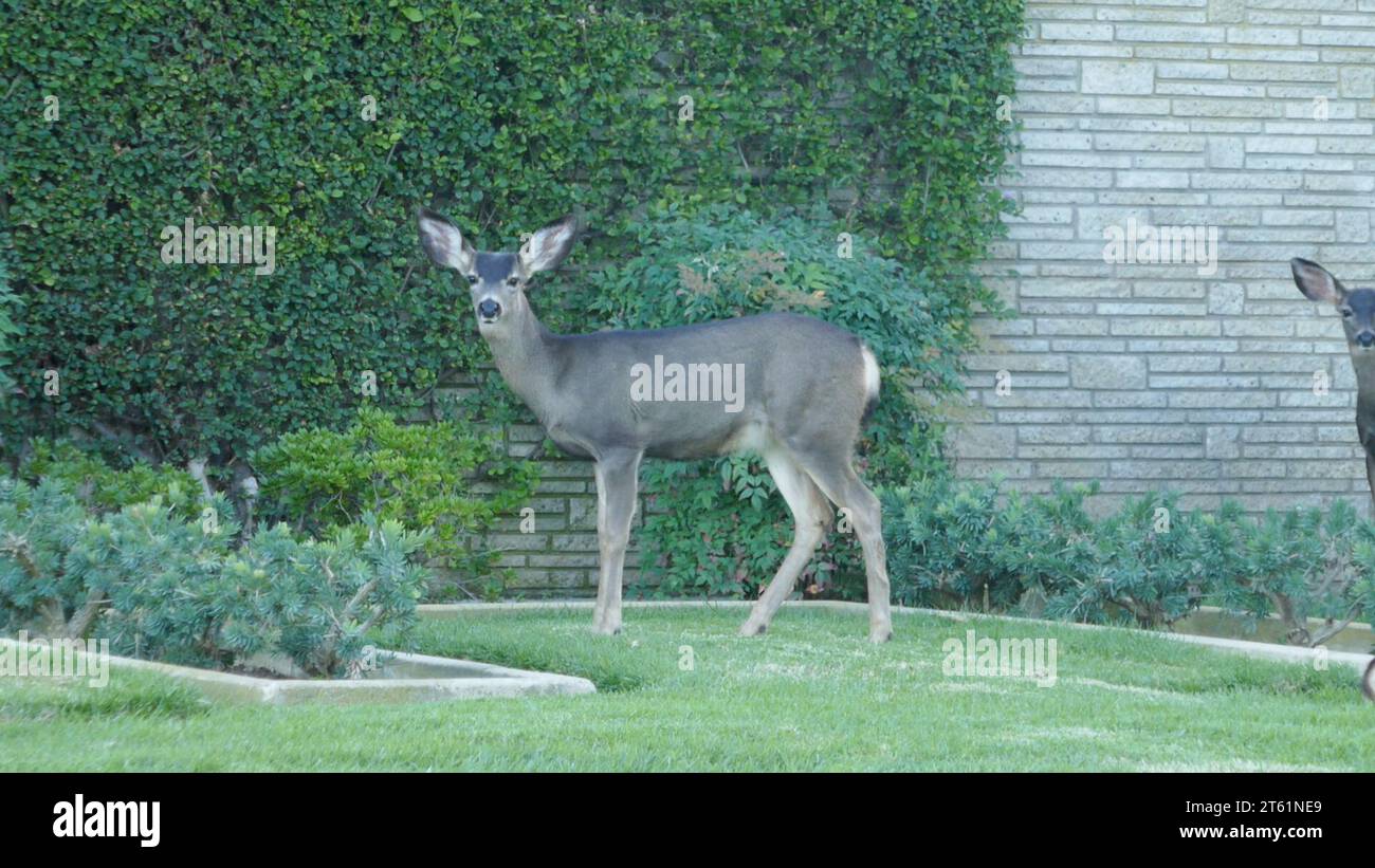 Los Angeles, California, USA 6th November 2023 Deer at Forest Lawn ...