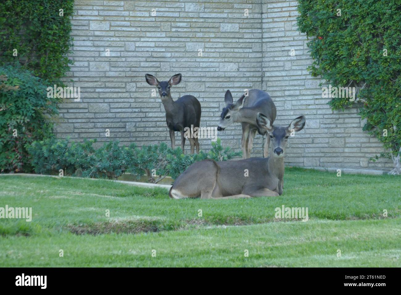 Los Angeles, California, USA 6th November 2023 Deer at Forest Lawn ...