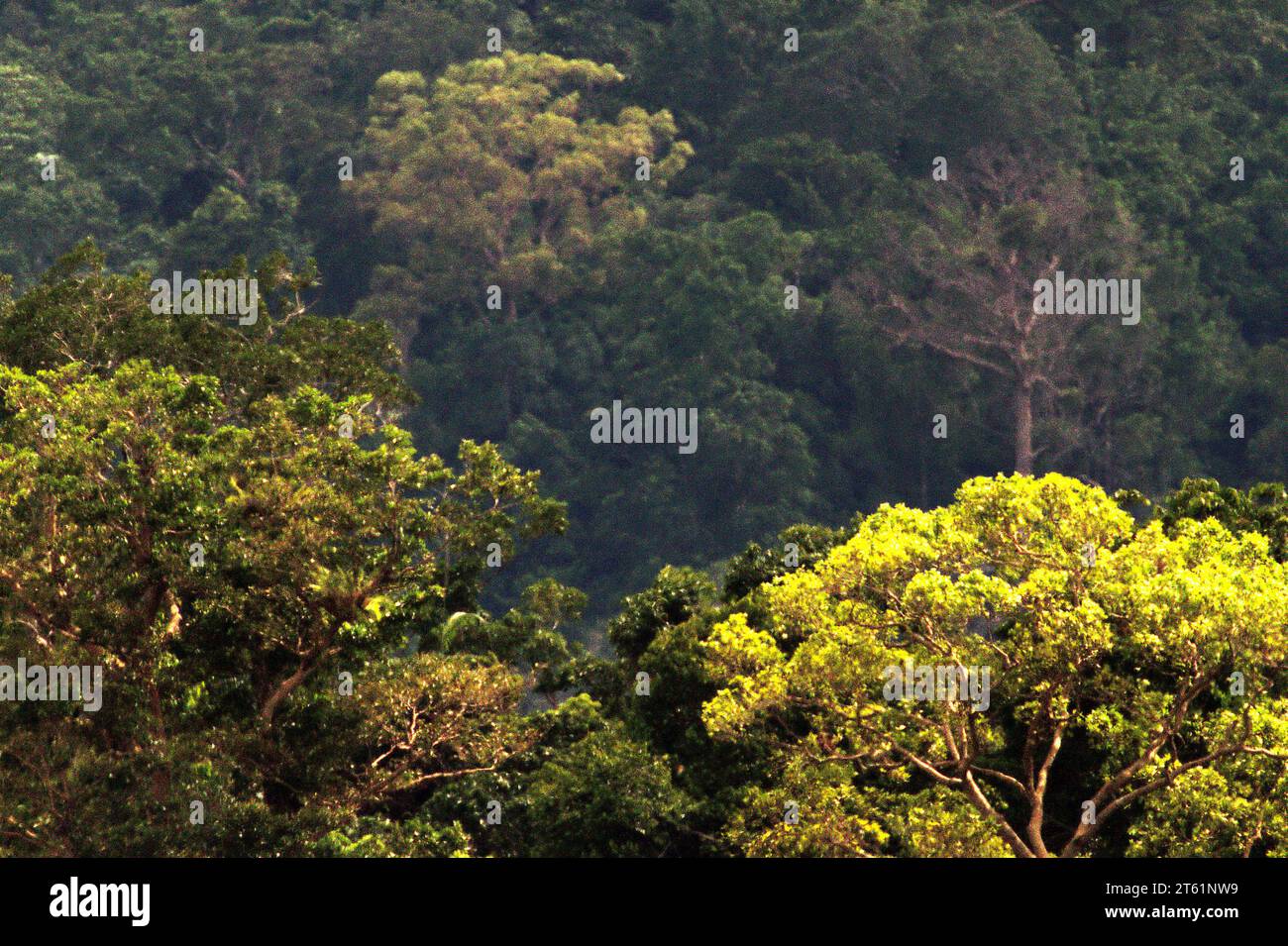 View of vegetation and rainforest landscape at the foot of Mount ...