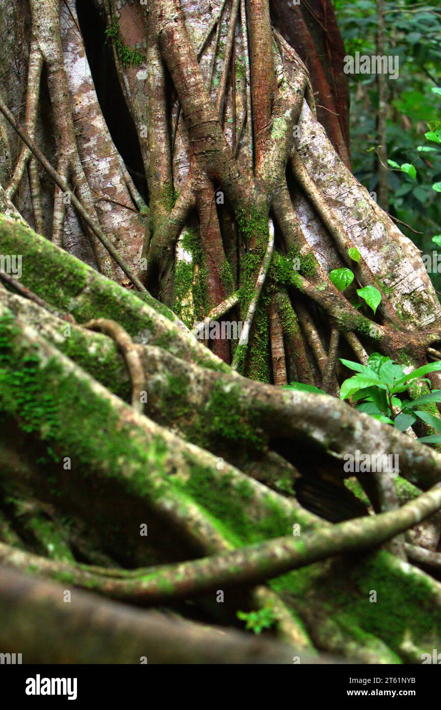 Roots at the base of a strangler fig that has "killed" its host tree in ...