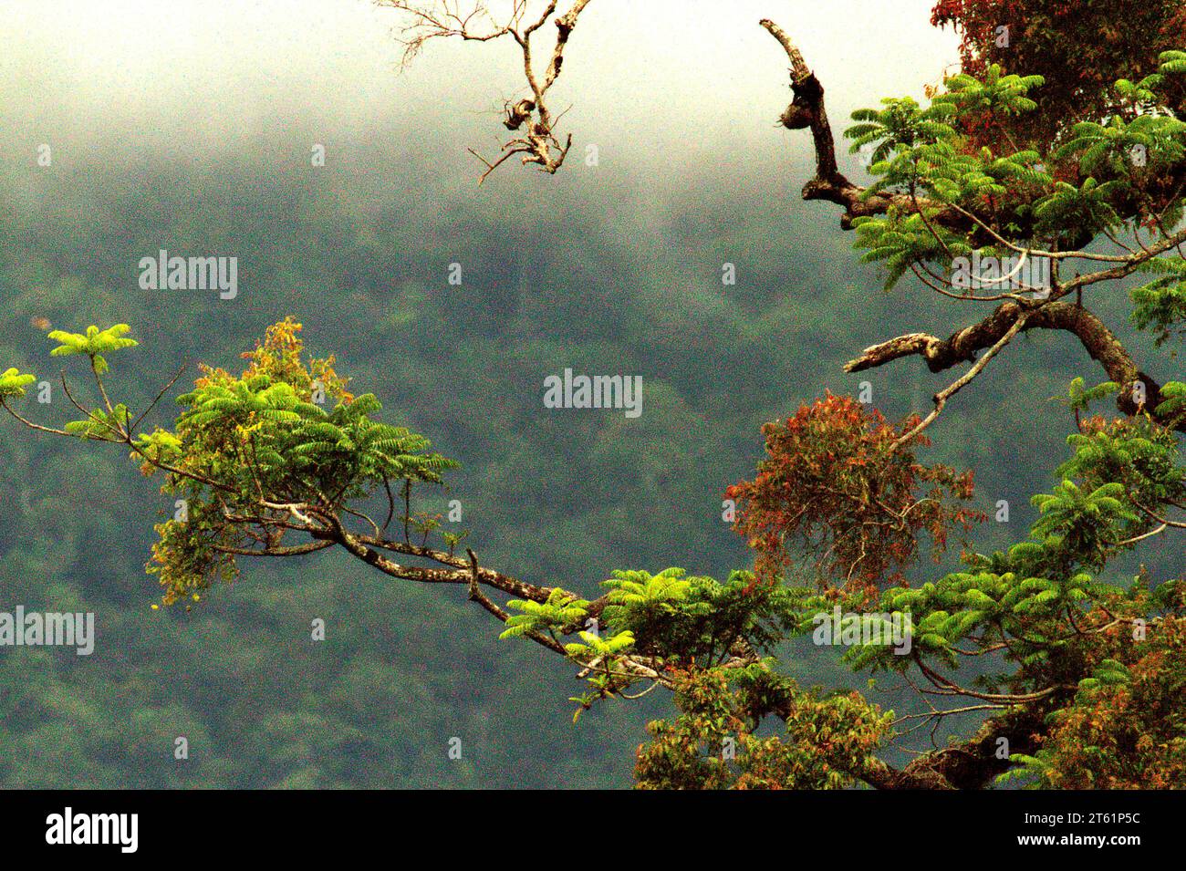 Part of a tall, old tree, in a background of rainforest landscape on ...