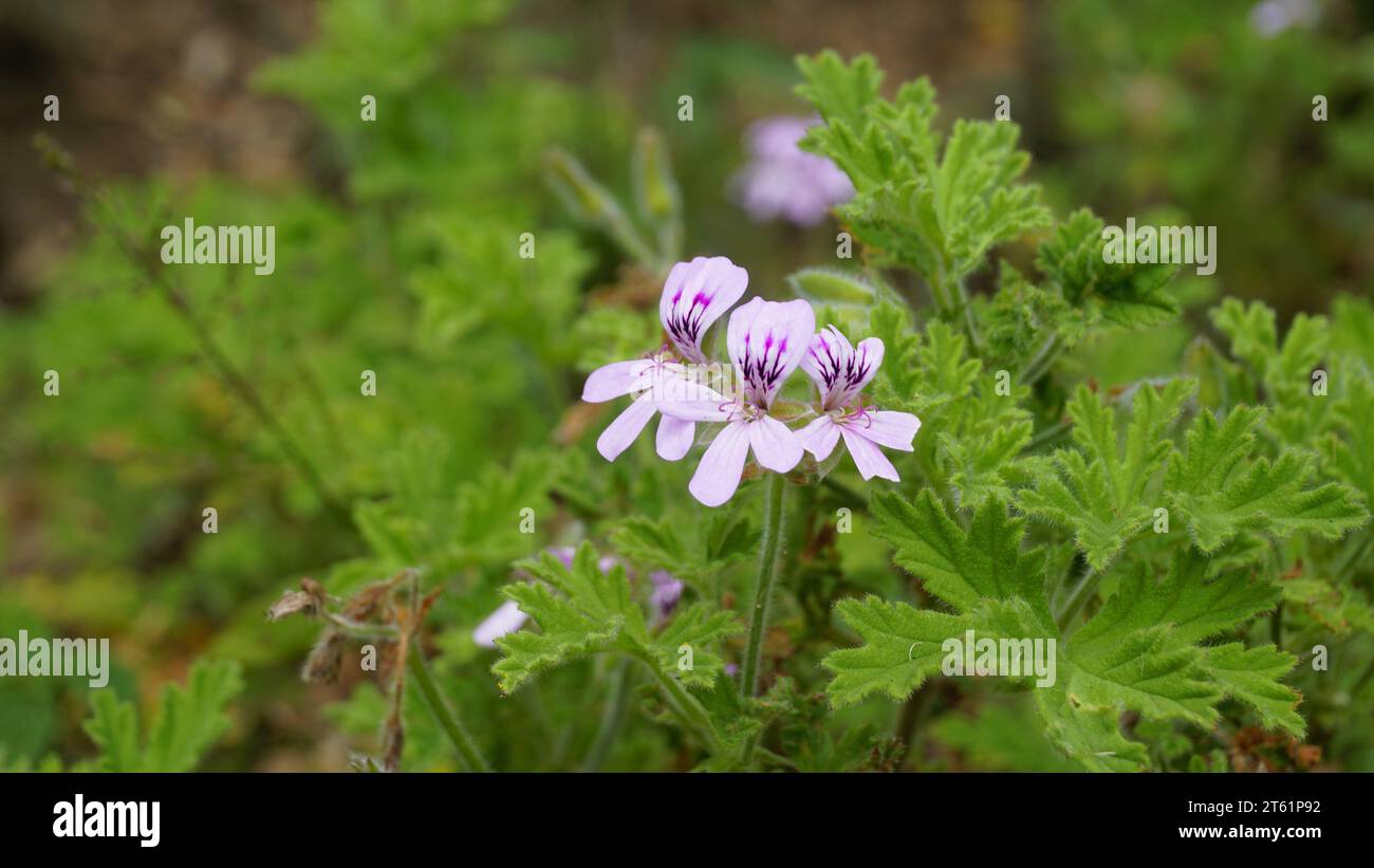Closeup of flower head of Pelargonium graveolens also known as Rose ...