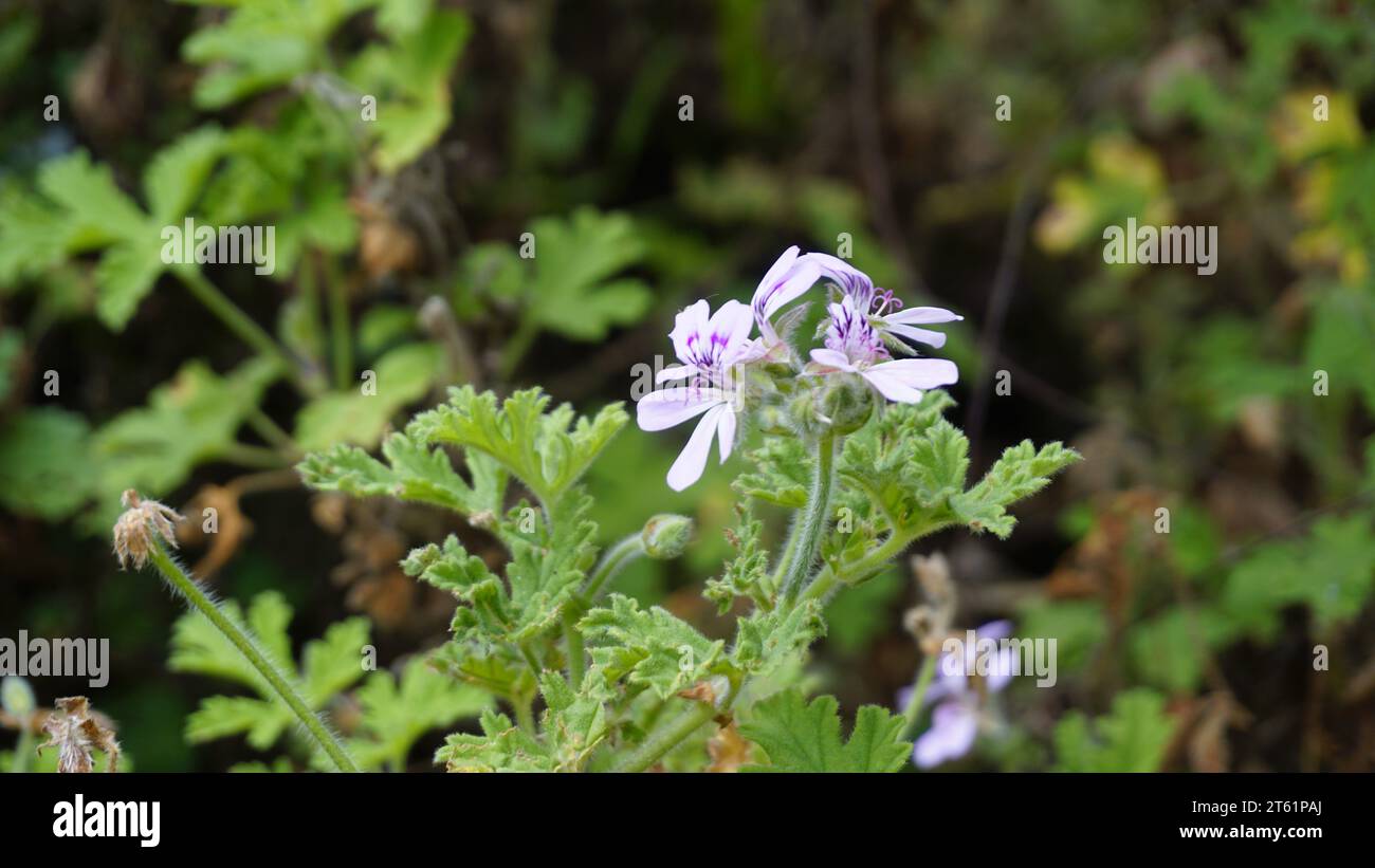 Closeup of flower head of Pelargonium graveolens also known as Rose ...