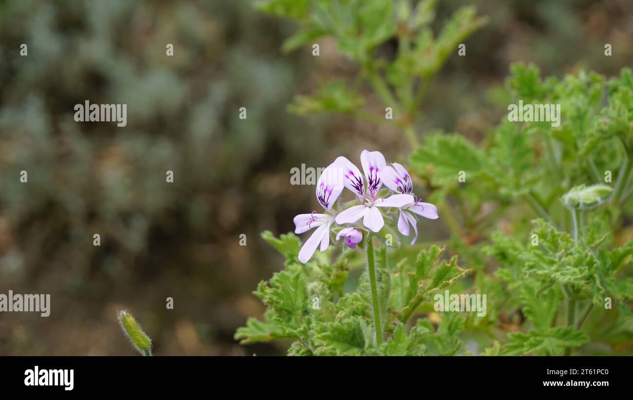 Closeup of flower head of Pelargonium graveolens also known as Rose ...