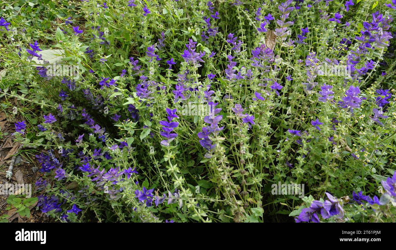 Salvia viridis known as Wild clary, Annual clary, Bluebeard, Green ...