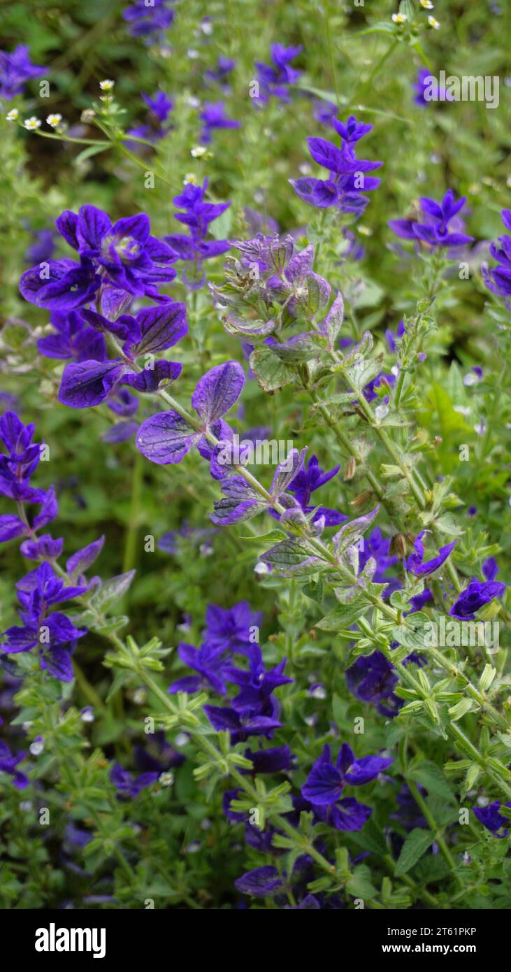 Salvia viridis known as Wild clary, Annual clary, Bluebeard, Green ...