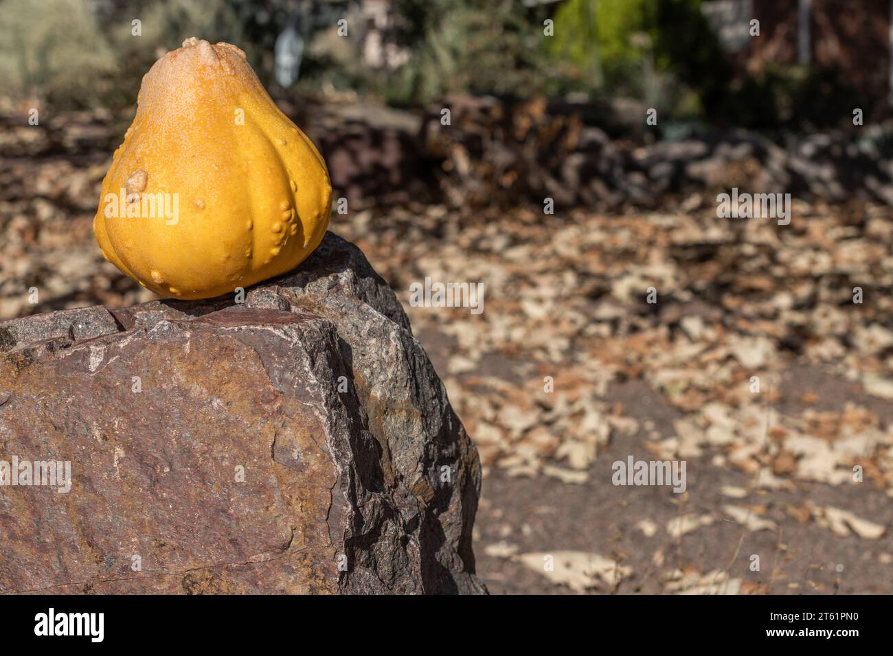 Driec gourd hi-res stock photography and images - Alamy