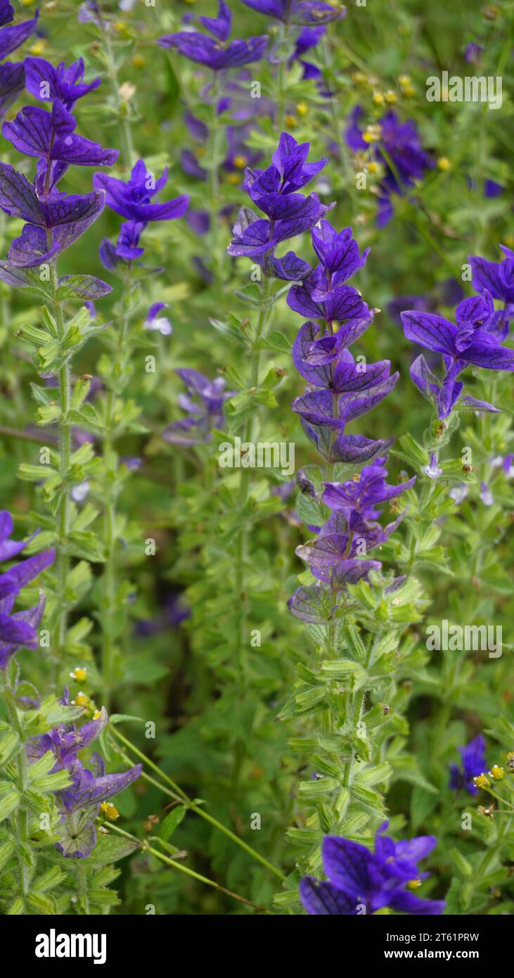 Salvia viridis known as Wild clary, Annual clary, Bluebeard, Green ...