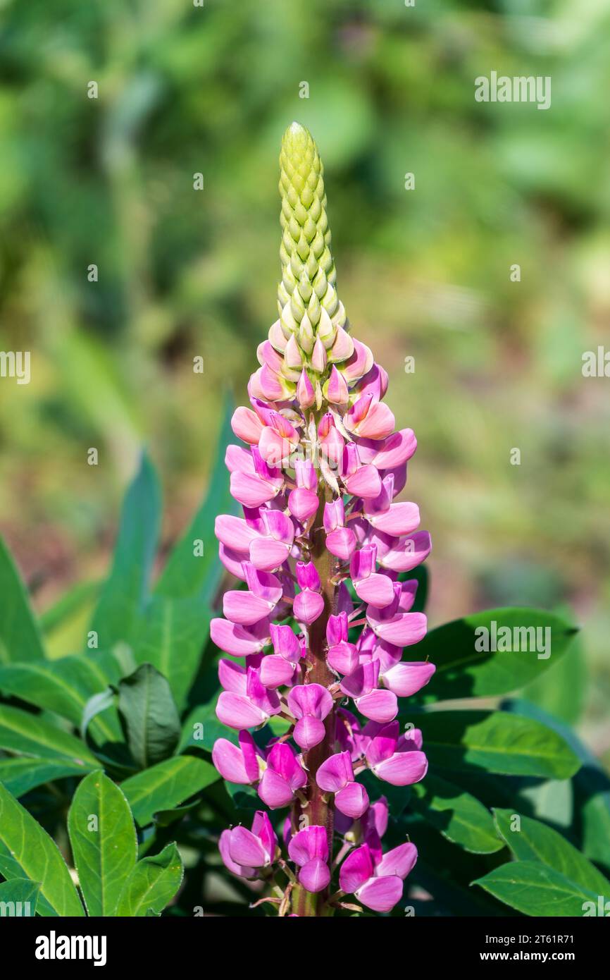 Lupins, lupin plant, lupinus, with pink flowers growing in a back ...